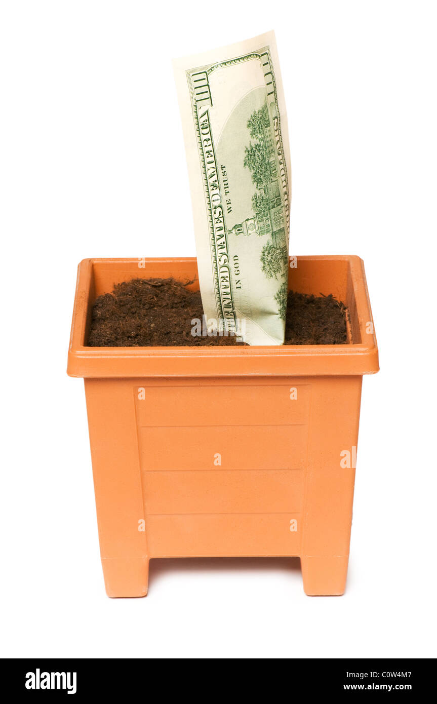 Dollars growing in the pot isolated on the white Stock Photo - Alamy