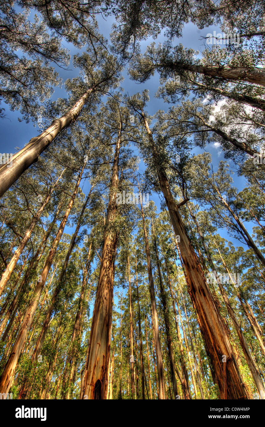 The eucalyptus trees of Sherbrooke Forest, Dandenongs, Victoria ...