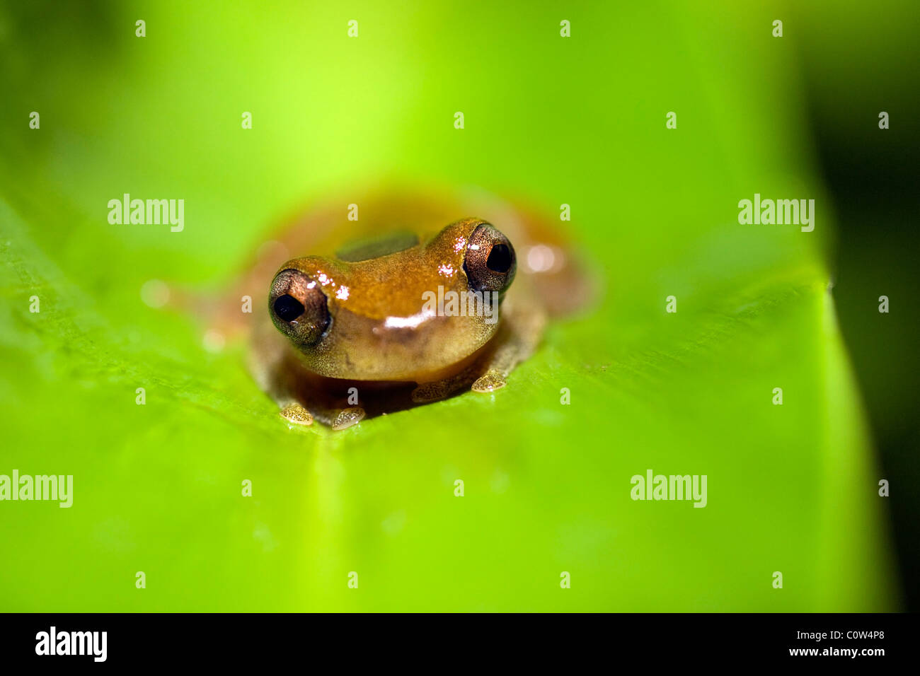 Amazon rainforest tree frog hi-res stock photography and images - Alamy