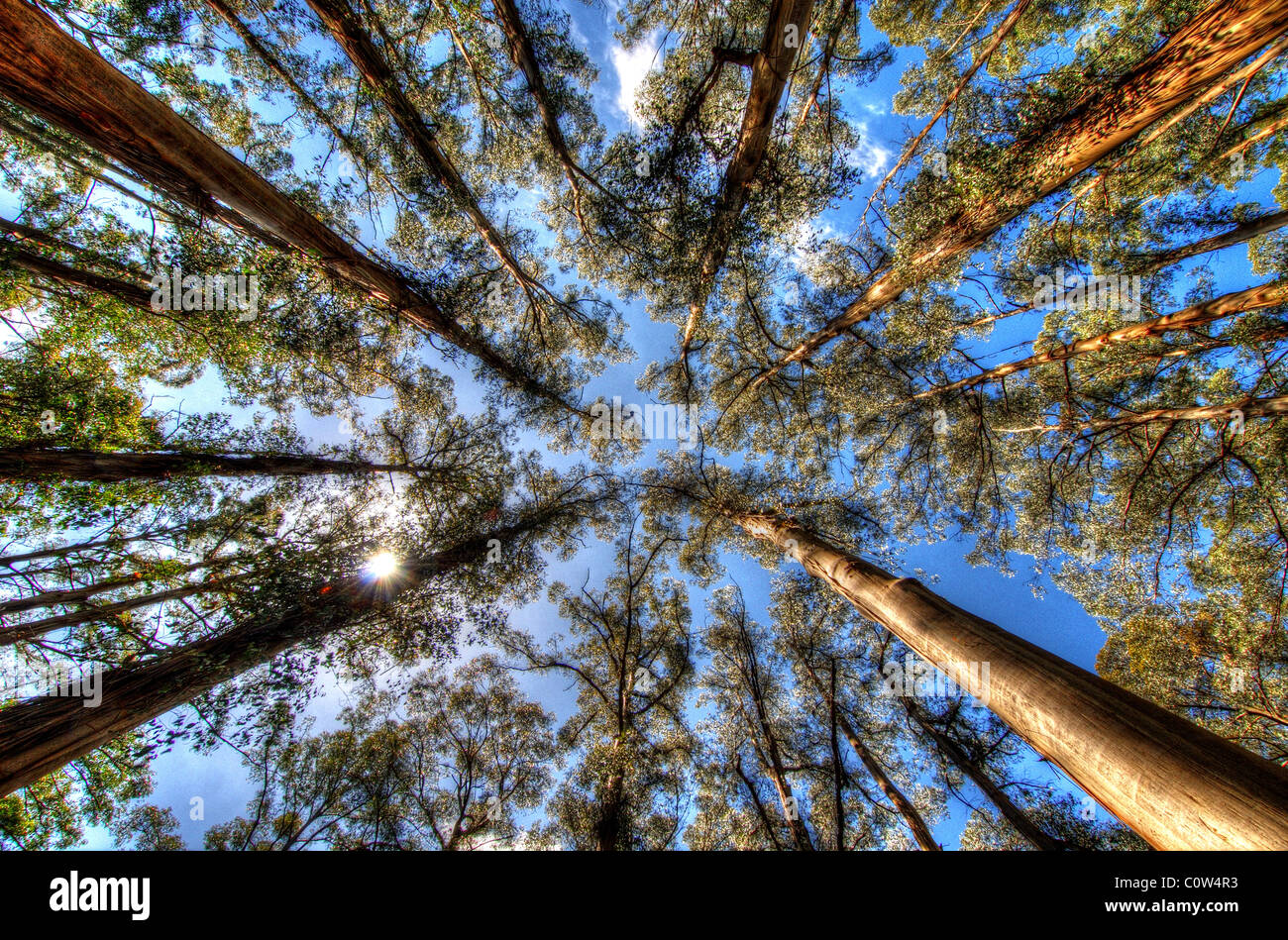 The eucalyptus trees of Sherbrooke Forest, Dandenongs, Victoria ...