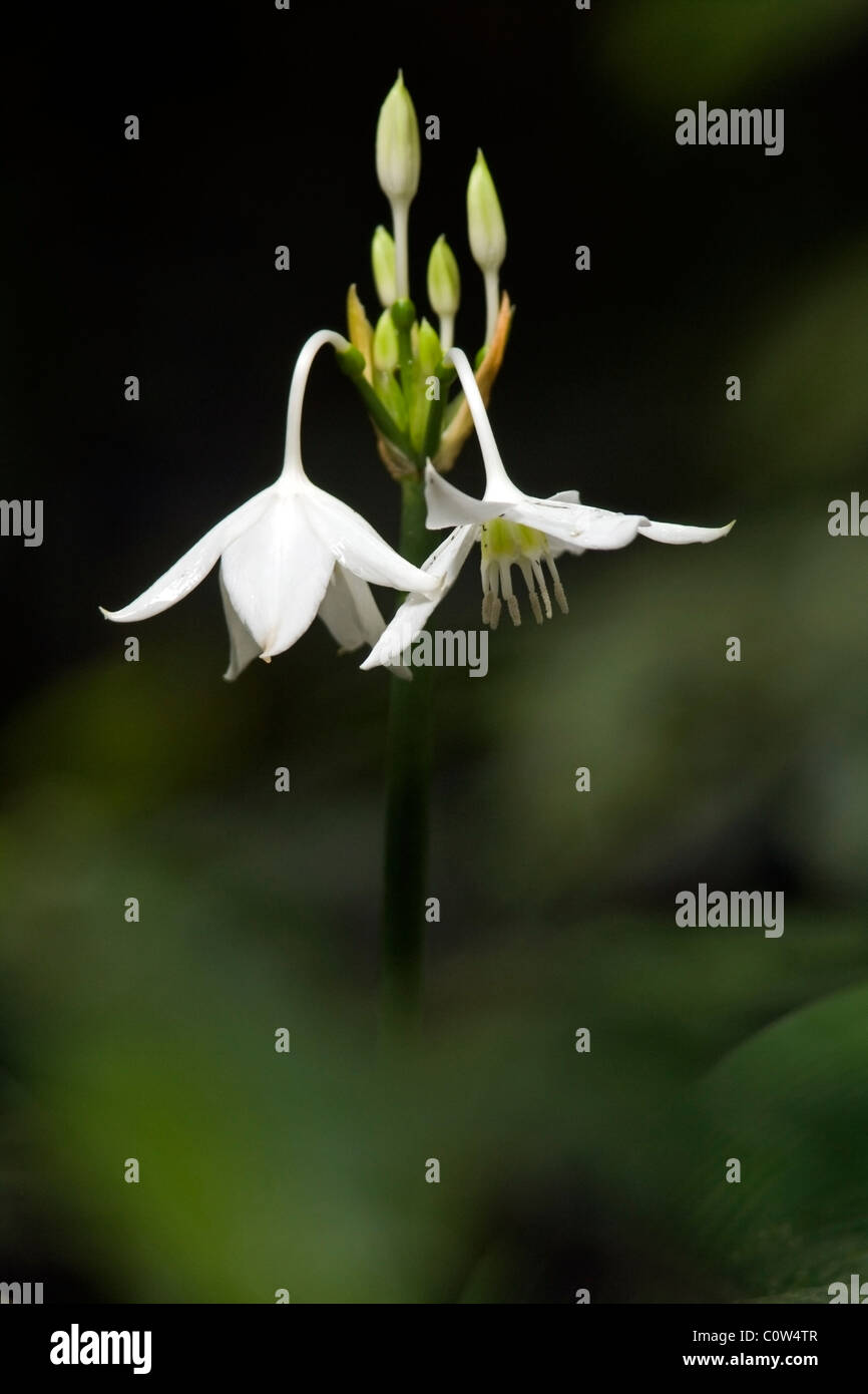 Amazon jungle flower hi-res stock photography and images - Alamy