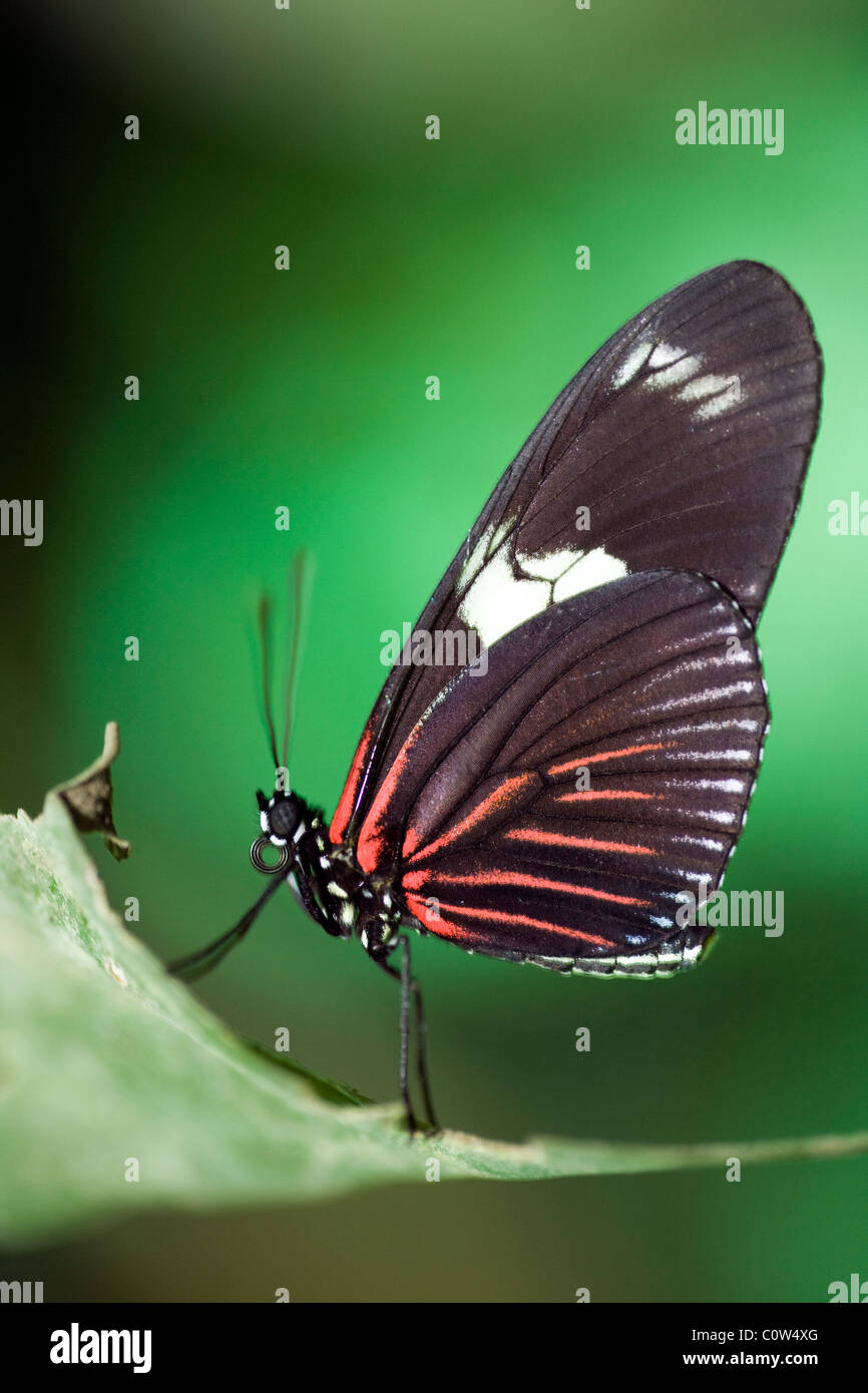 Amazon butterfly hi-res stock photography and images - Alamy