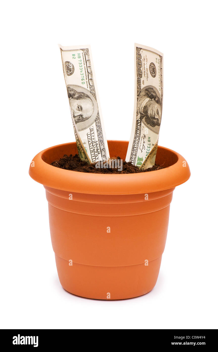 Dollars growing in the pot isolated on white Stock Photo - Alamy