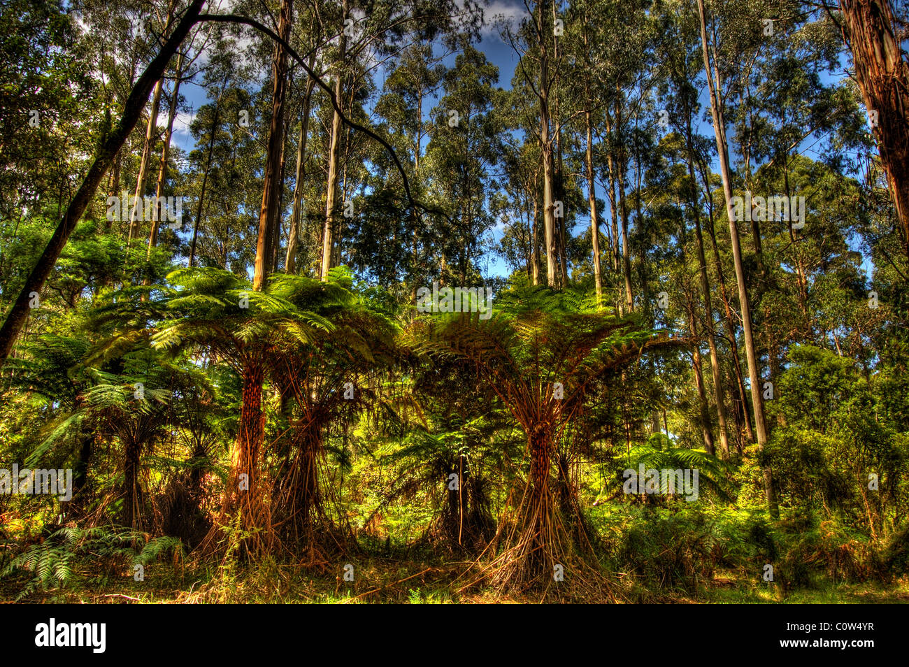 The eucalyptus trees of Sherbrooke Forest, Dandenongs, Victoria ...