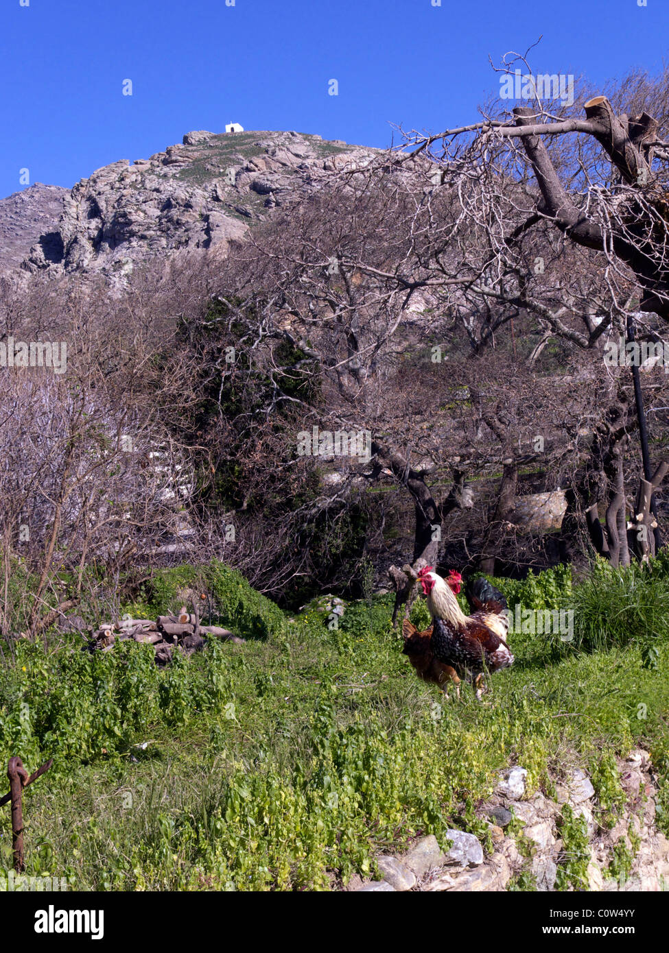 greece euobea freerange chickens Stock Photo - Alamy