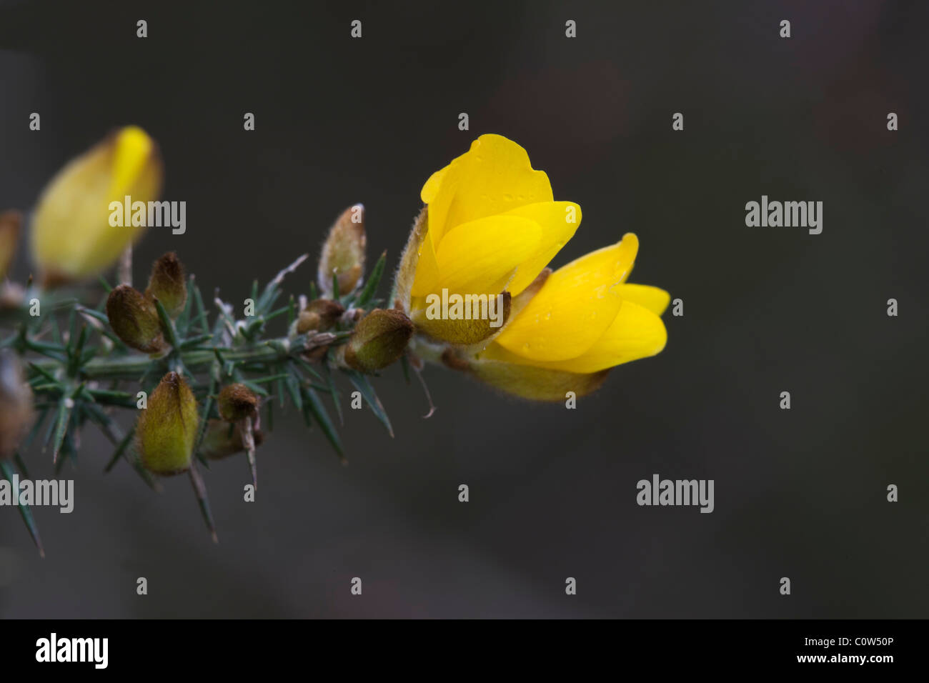 Ulix hi-res stock photography and images - Alamy