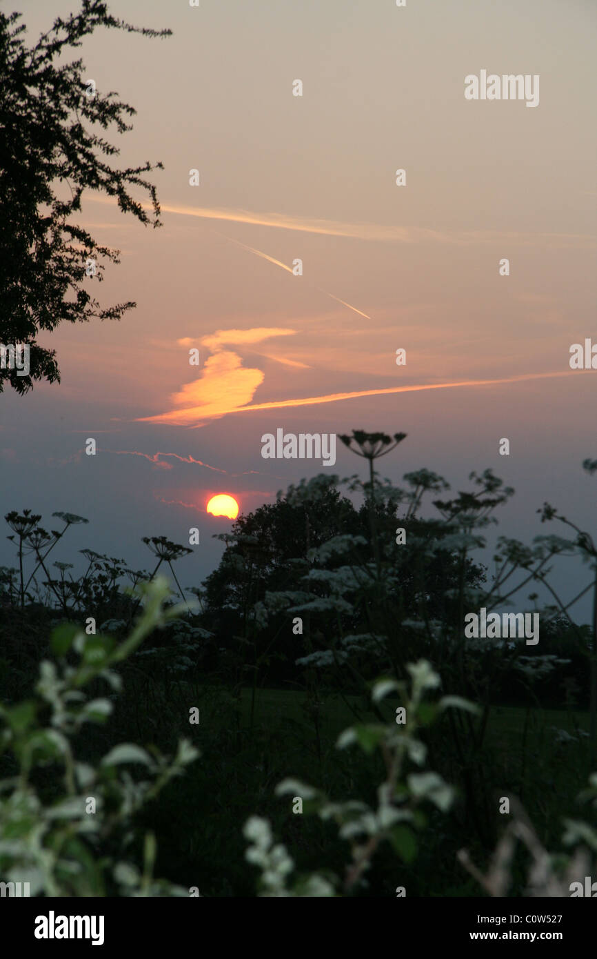 cow parsley at sunset Stock Photo - Alamy