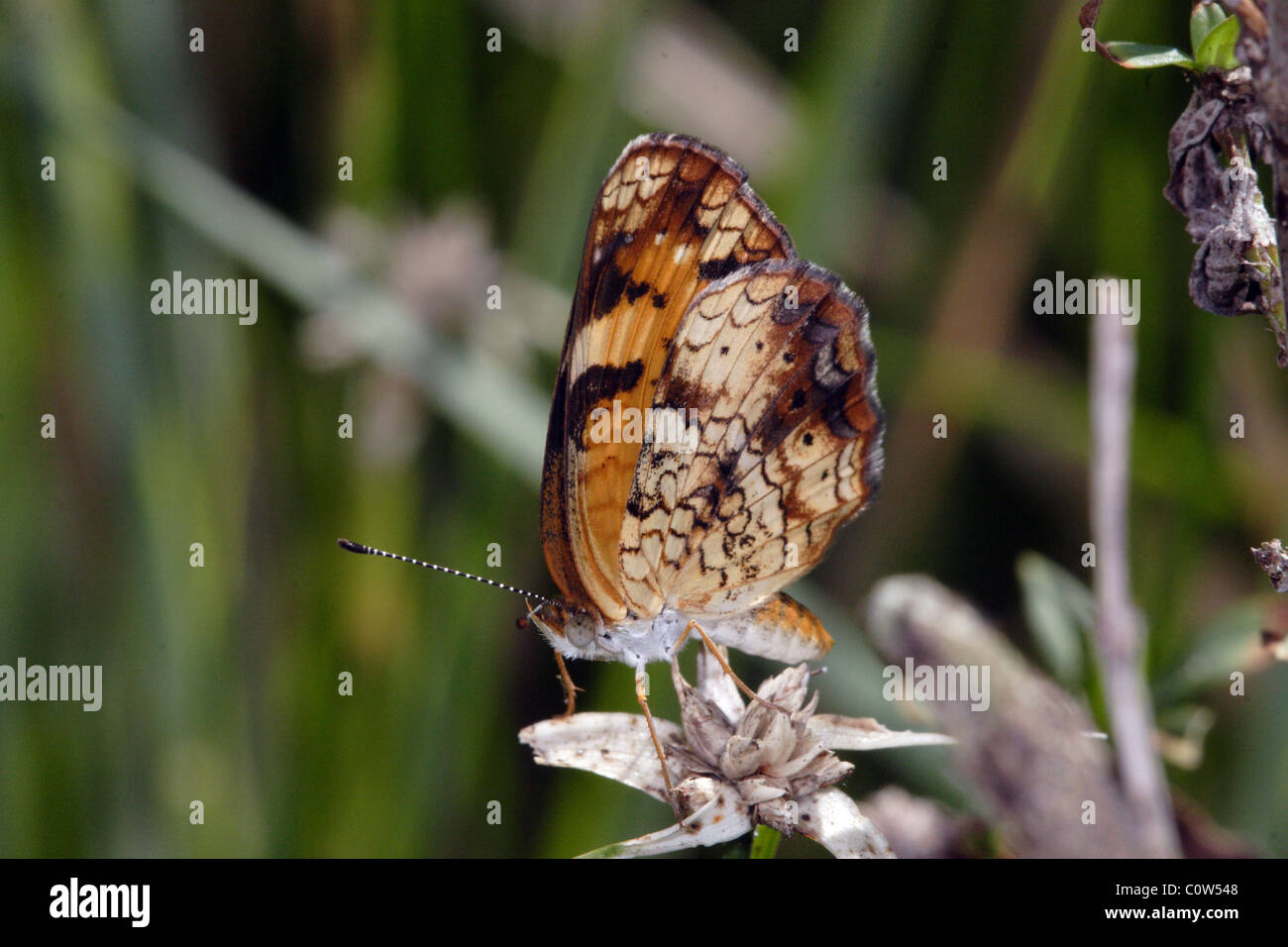 Phaon hi-res stock photography and images - Alamy