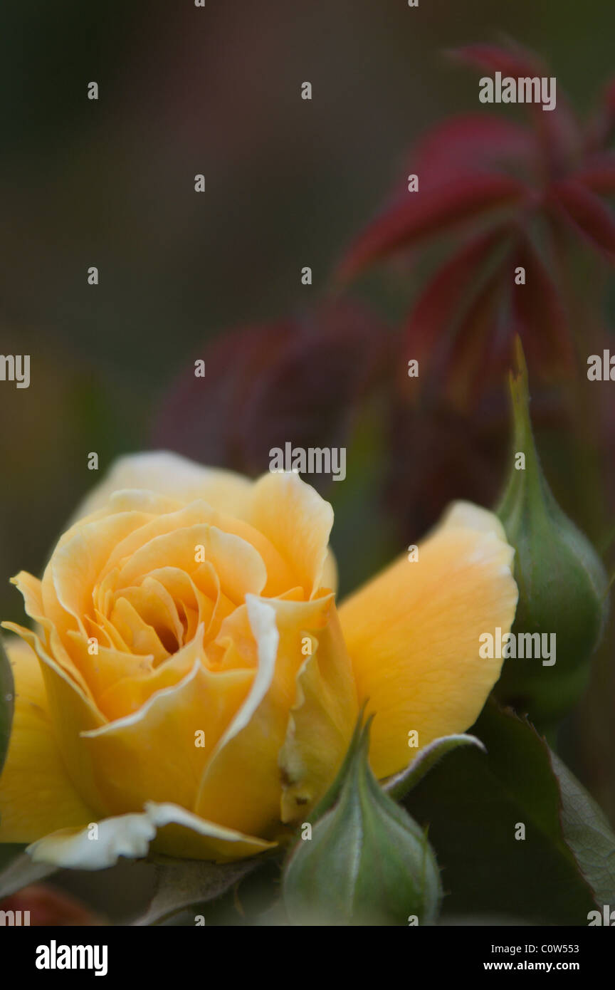 Single yellow rose Stock Photo - Alamy
