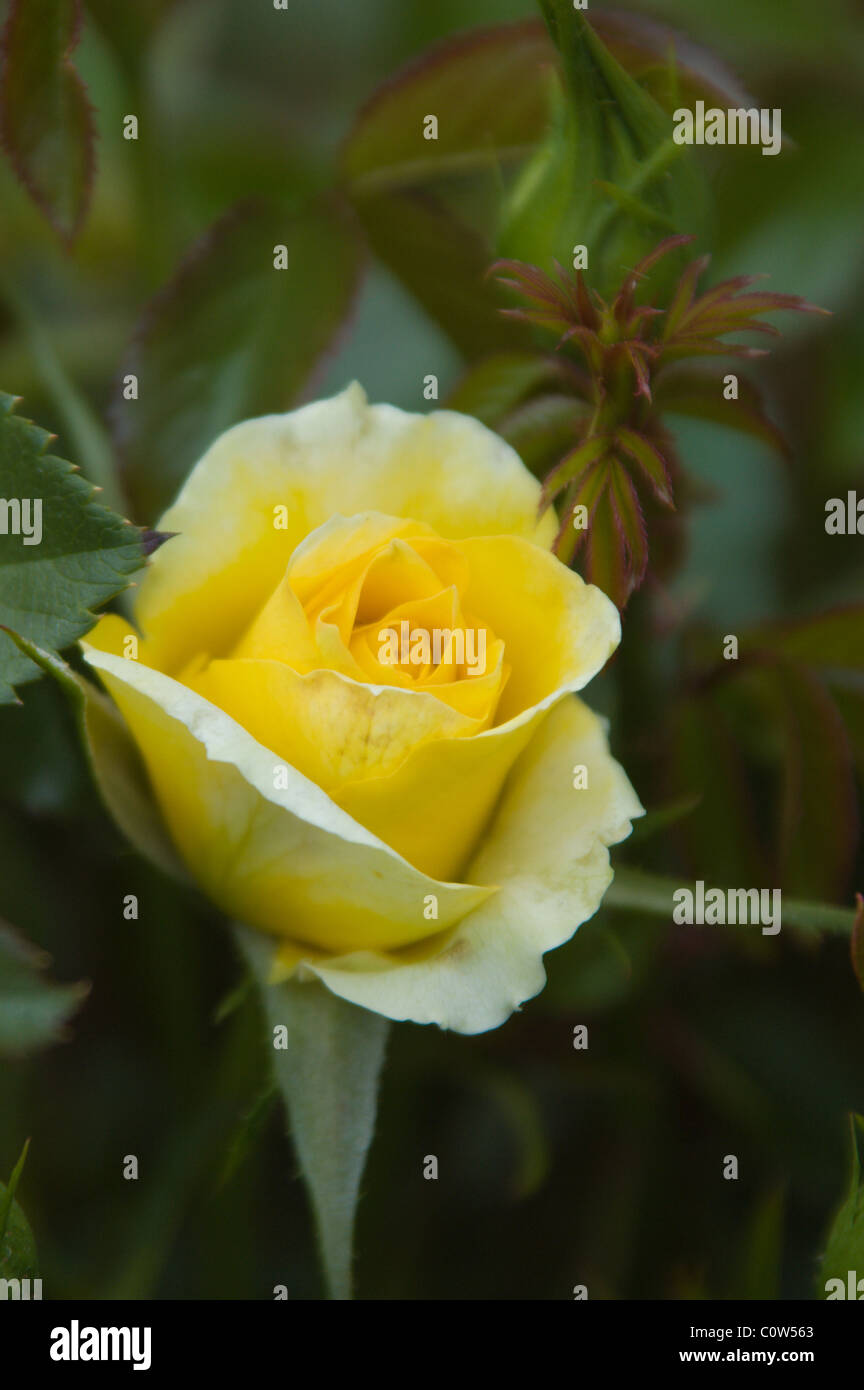 Yellow carolina rose hi-res stock photography and images - Alamy