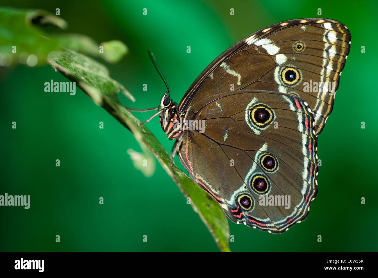 Morpho Butterfly Species (Captive) - La Selva Jungle Lodge, Amazon ...