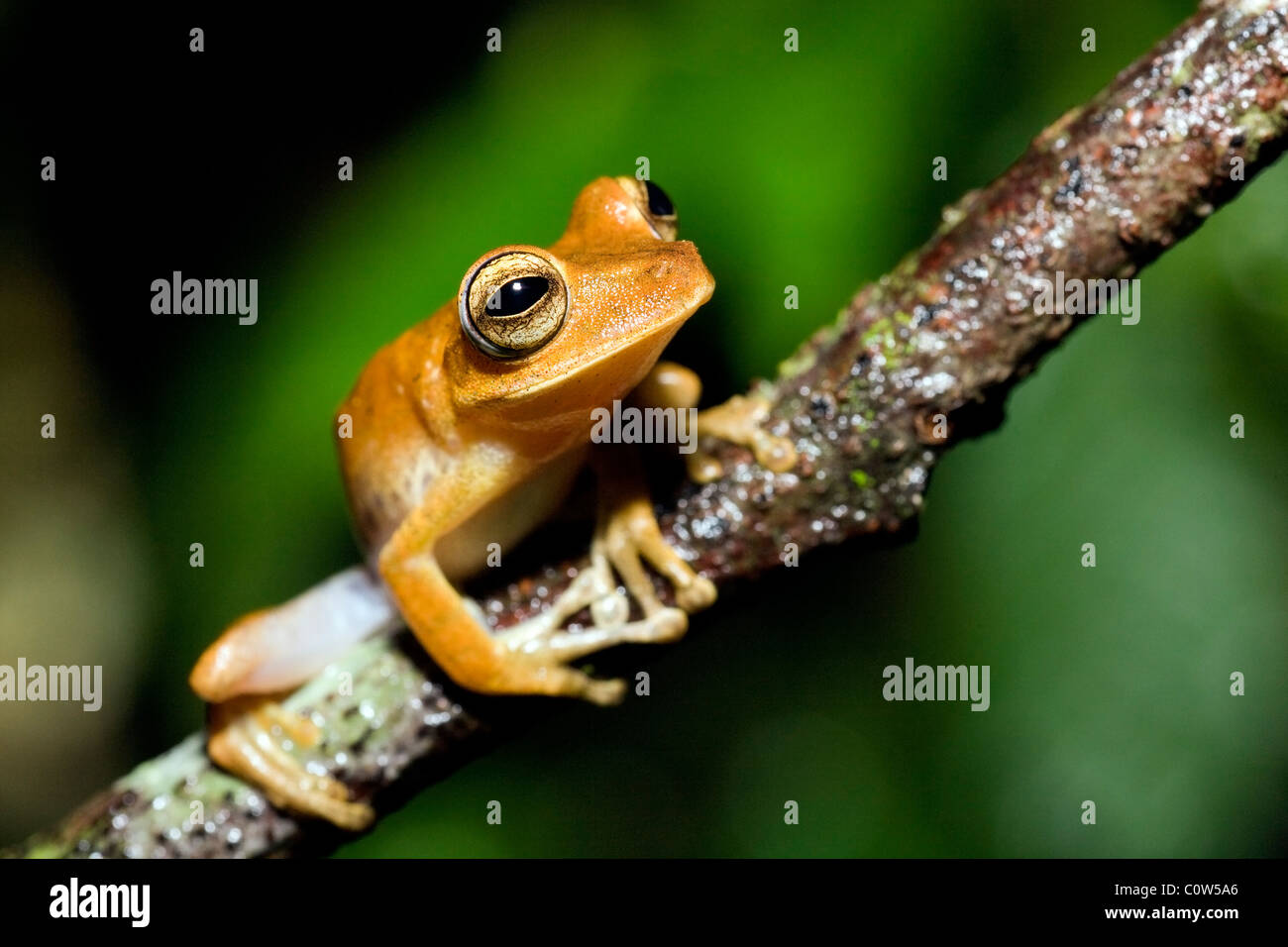 Amazon rainforest tree frog hi-res stock photography and images - Alamy