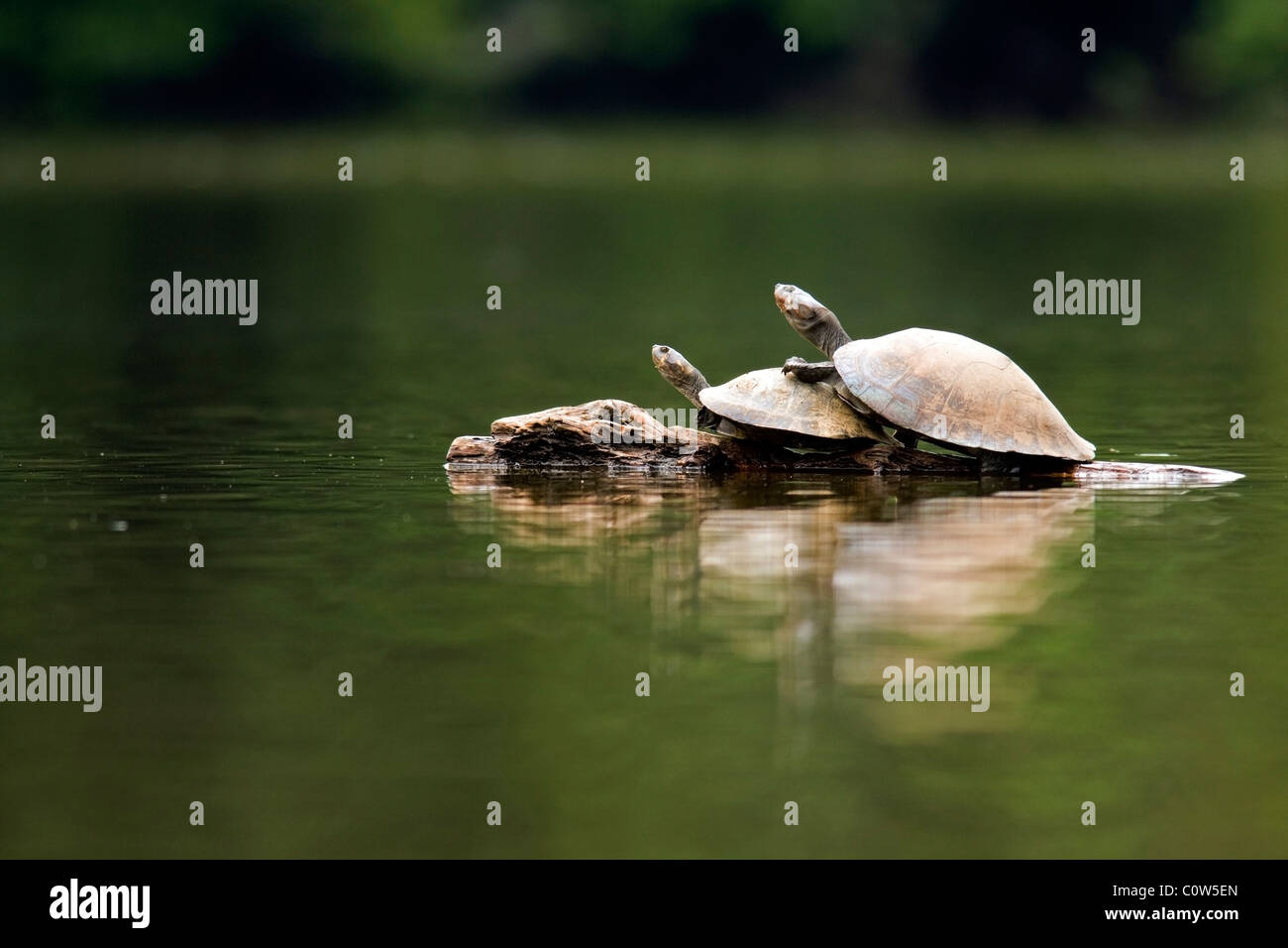 River Turtles - La Selva Jungle Lodge, Amazon Region, Ecuador Stock ...