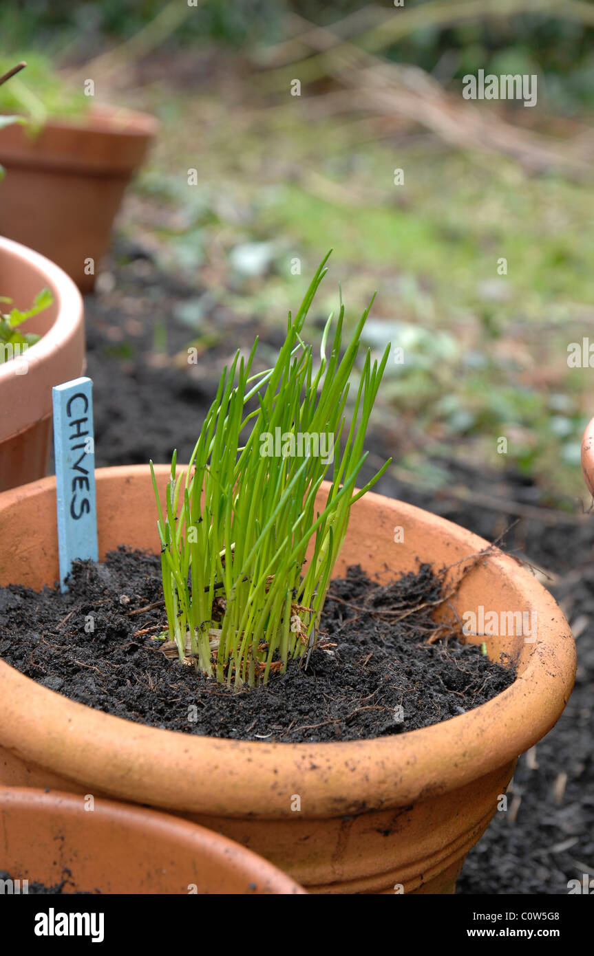 Chives in spring Stock Photo - Alamy
