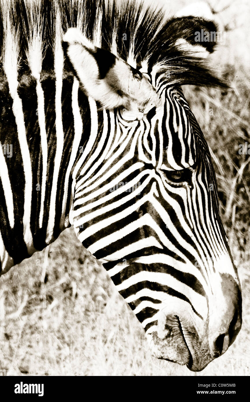 Zebra, Samburu National Reserve, Kenya, Africa Stock Photo - Alamy