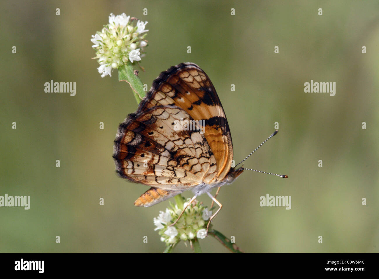 Phaon Crescent Phyciodes phaon Stock Photo - Alamy