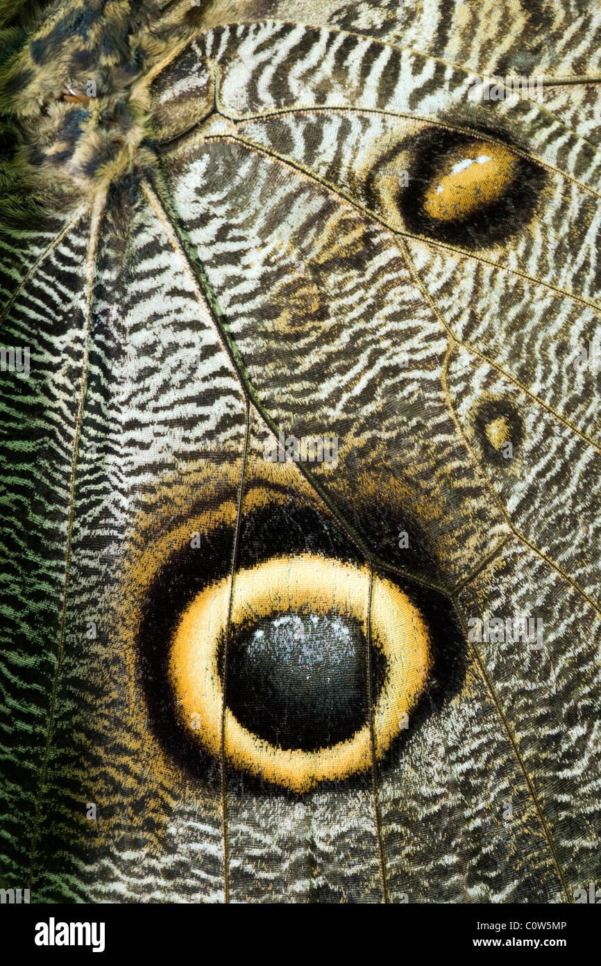 Owl eyed butterfly hi-res stock photography and images - Alamy