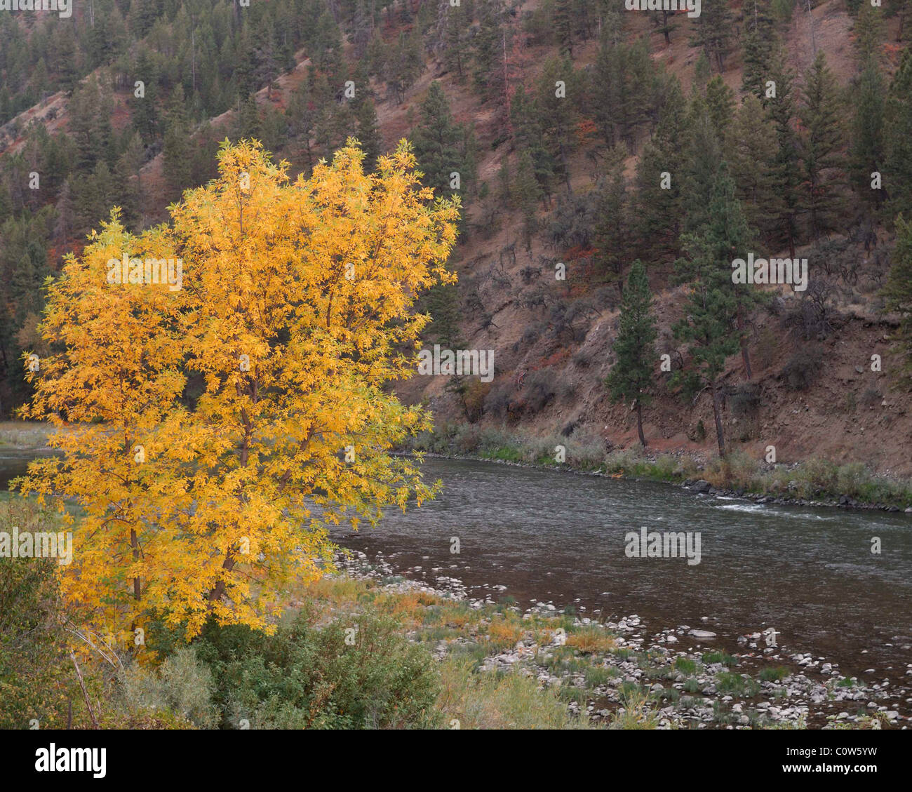 Salmon River, Fall, Autumn, Salmon, Idaho Stock Photo - Alamy