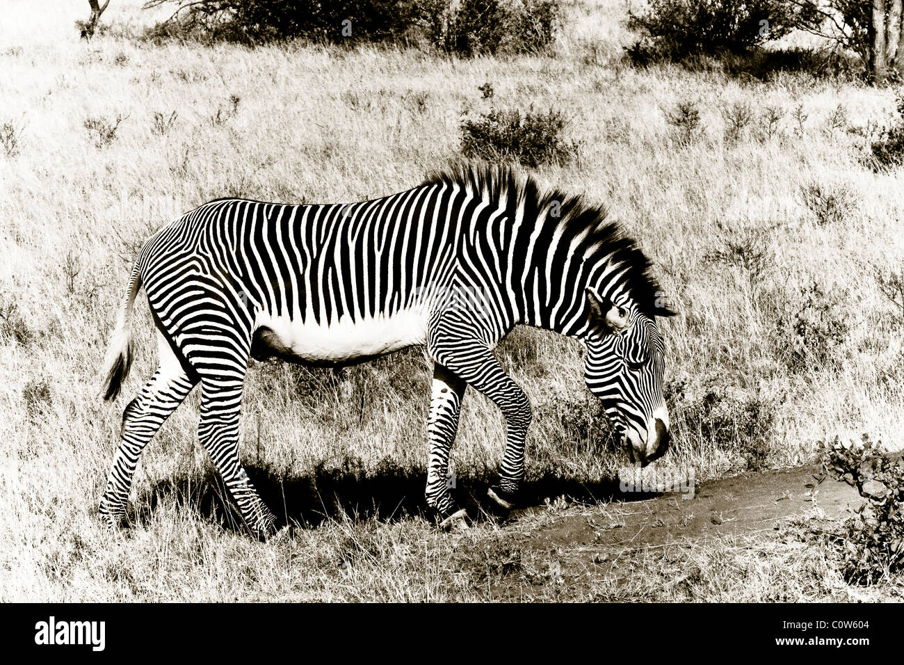Zebra, Samburu National Reserve, Kenya, Africa Stock Photo - Alamy