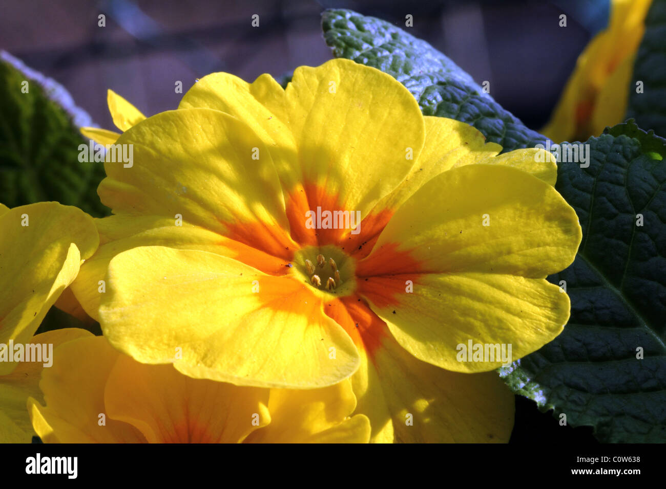 Primulaceae hi-res stock photography and images - Alamy