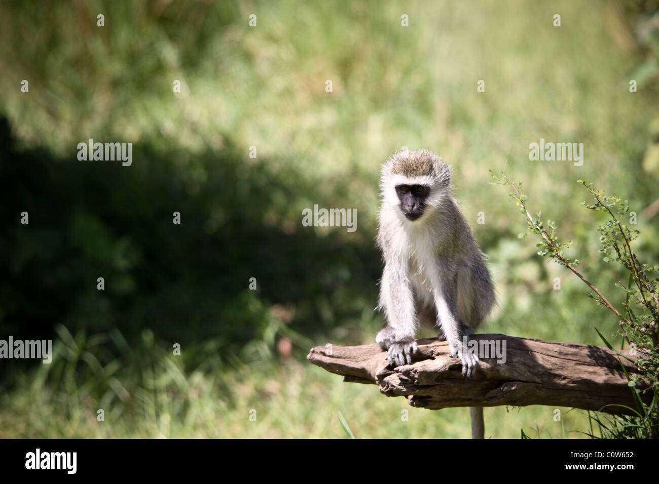 Vervet Monkey, Lake Nakuru, Kenya, Africa Stock Photo - Alamy