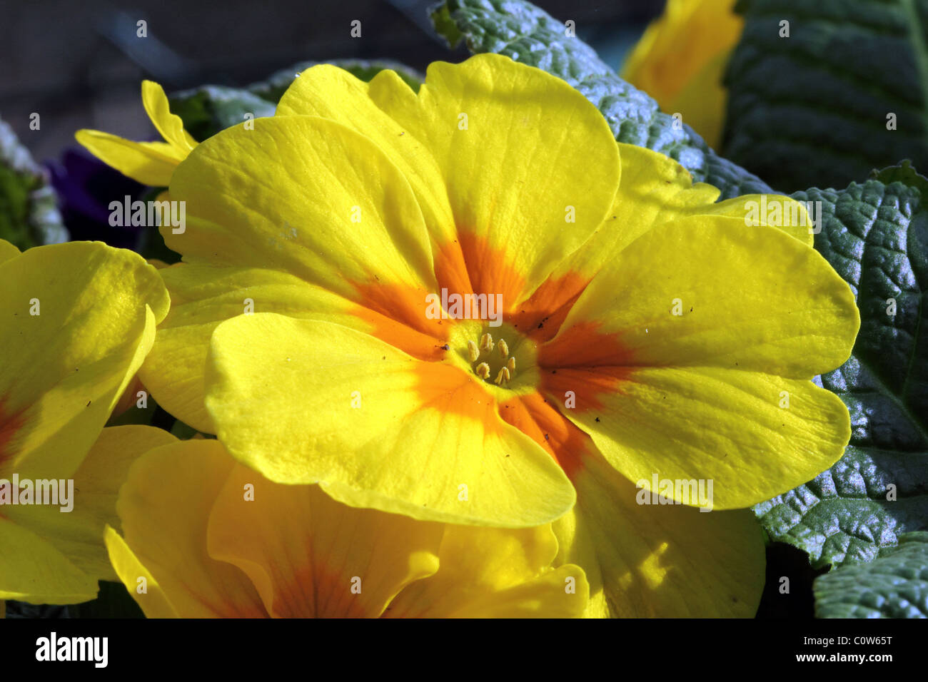 Primrose Primula spp Family Primulaceae variety of spring flower Stock ...