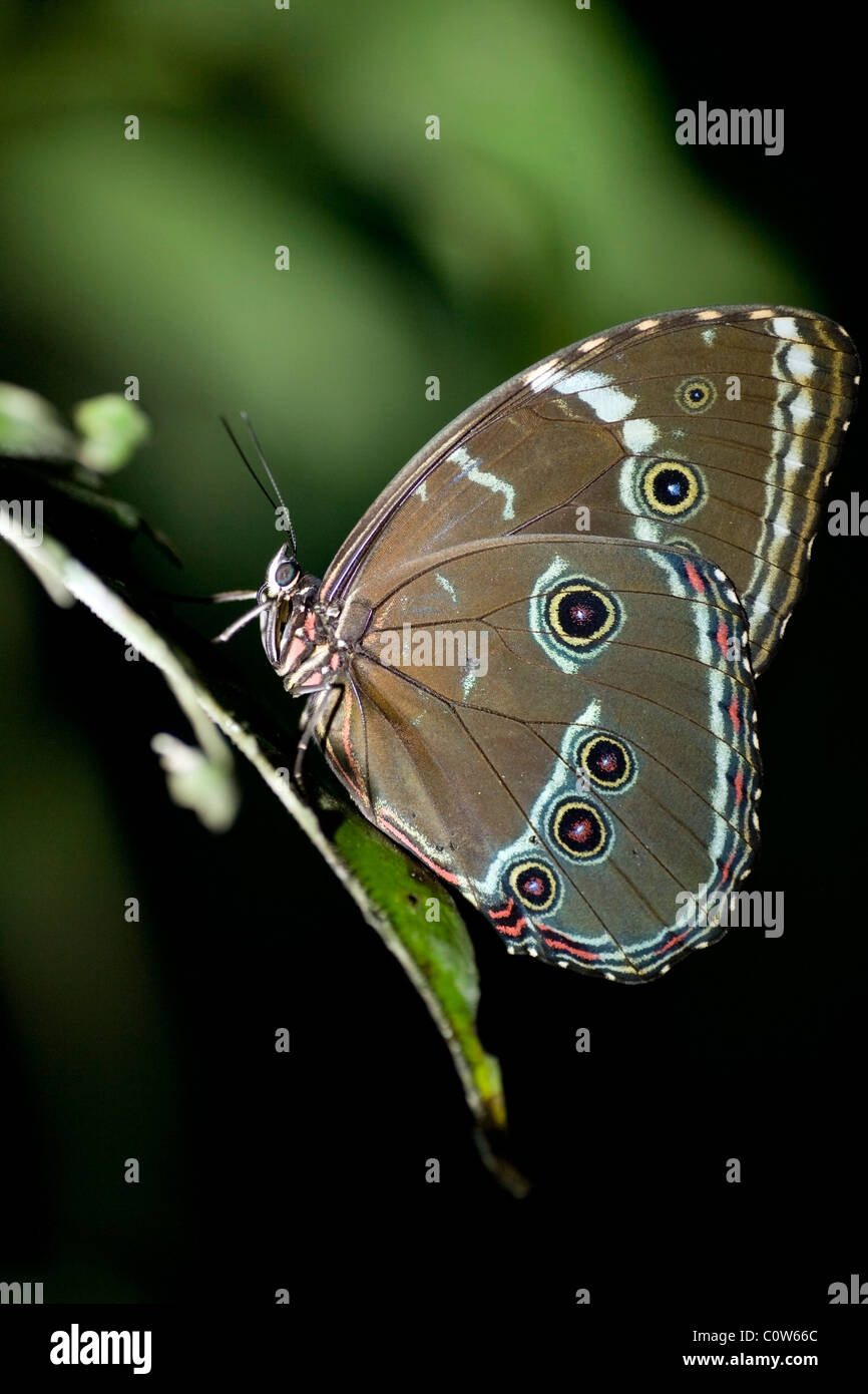 Amazon butterflies hi-res stock photography and images - Alamy
