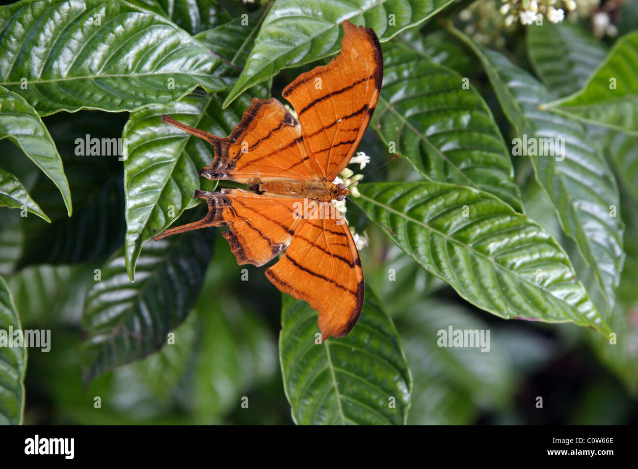 Daggerwing hi-res stock photography and images - Alamy