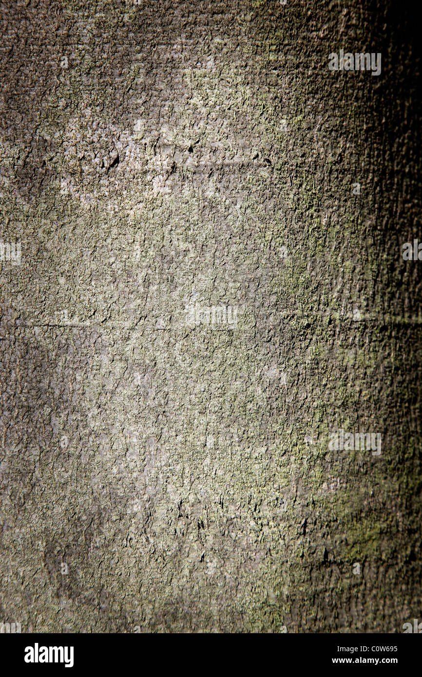 Macro shot of tree bark Stock Photo - Alamy