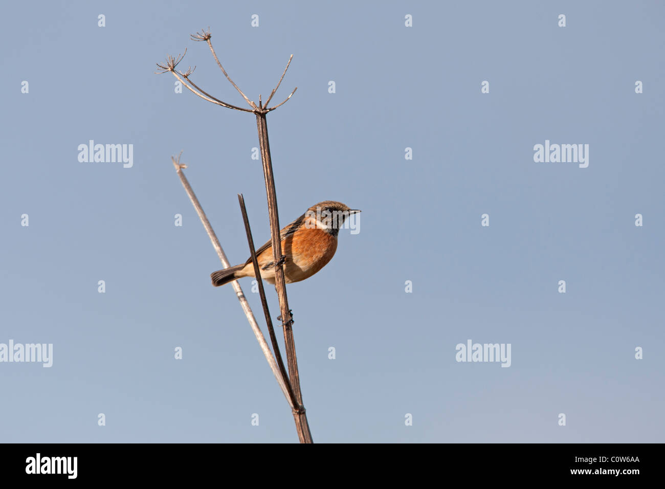 Common stonechat male winter hi-res stock photography and images - Alamy