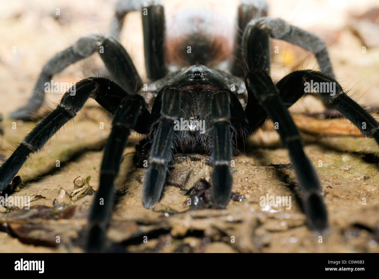 Amazon rainforest tarantula hi-res stock photography and images - Alamy