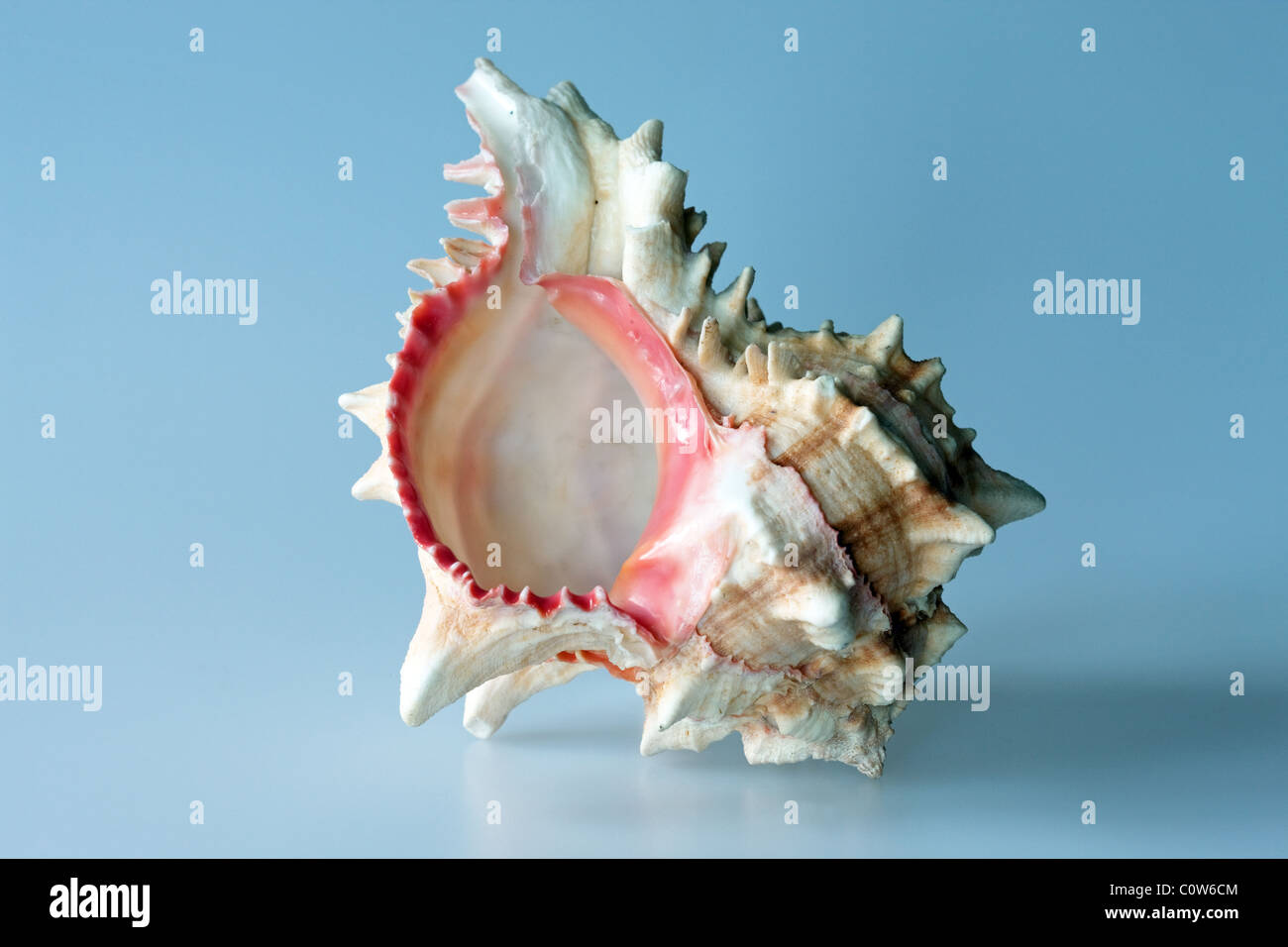 Inverterbrate life hi-res stock photography and images - Alamy