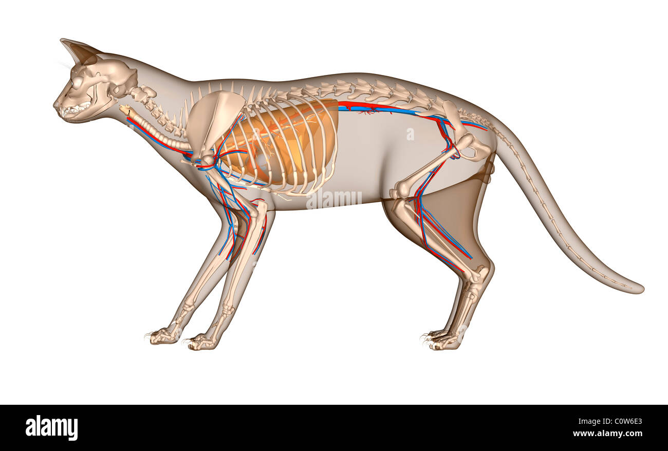 Anatomy of the cat heart circulation respiratory Stock Photo - Alamy