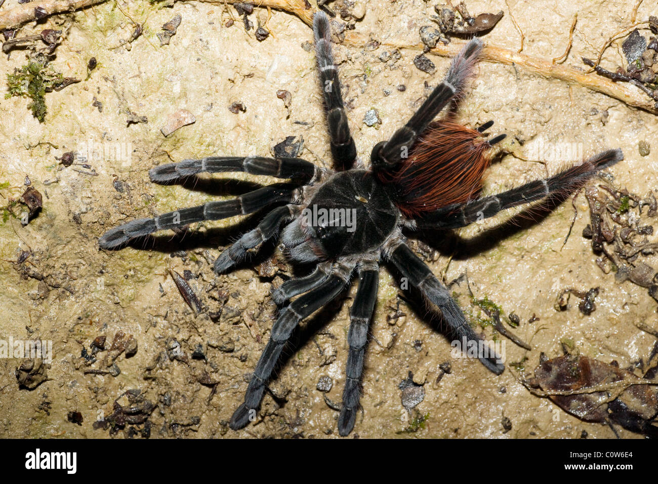 Close-up of Tarantula - La Selva Jungle Lodge, Amazon Region, Ecuador ...