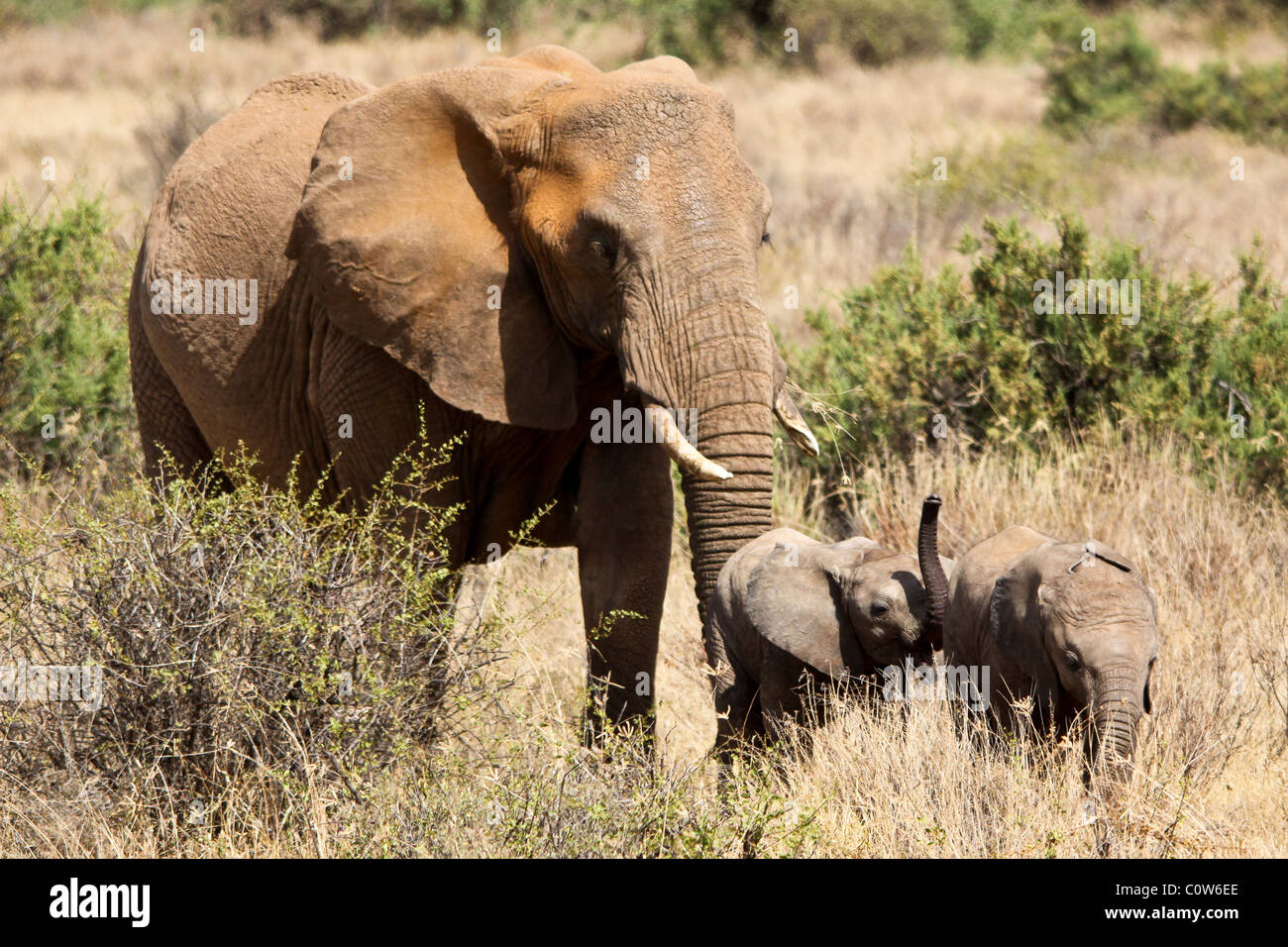 Elephants and Elephant Pack/Family Samburu National Reserve, Kenya ...