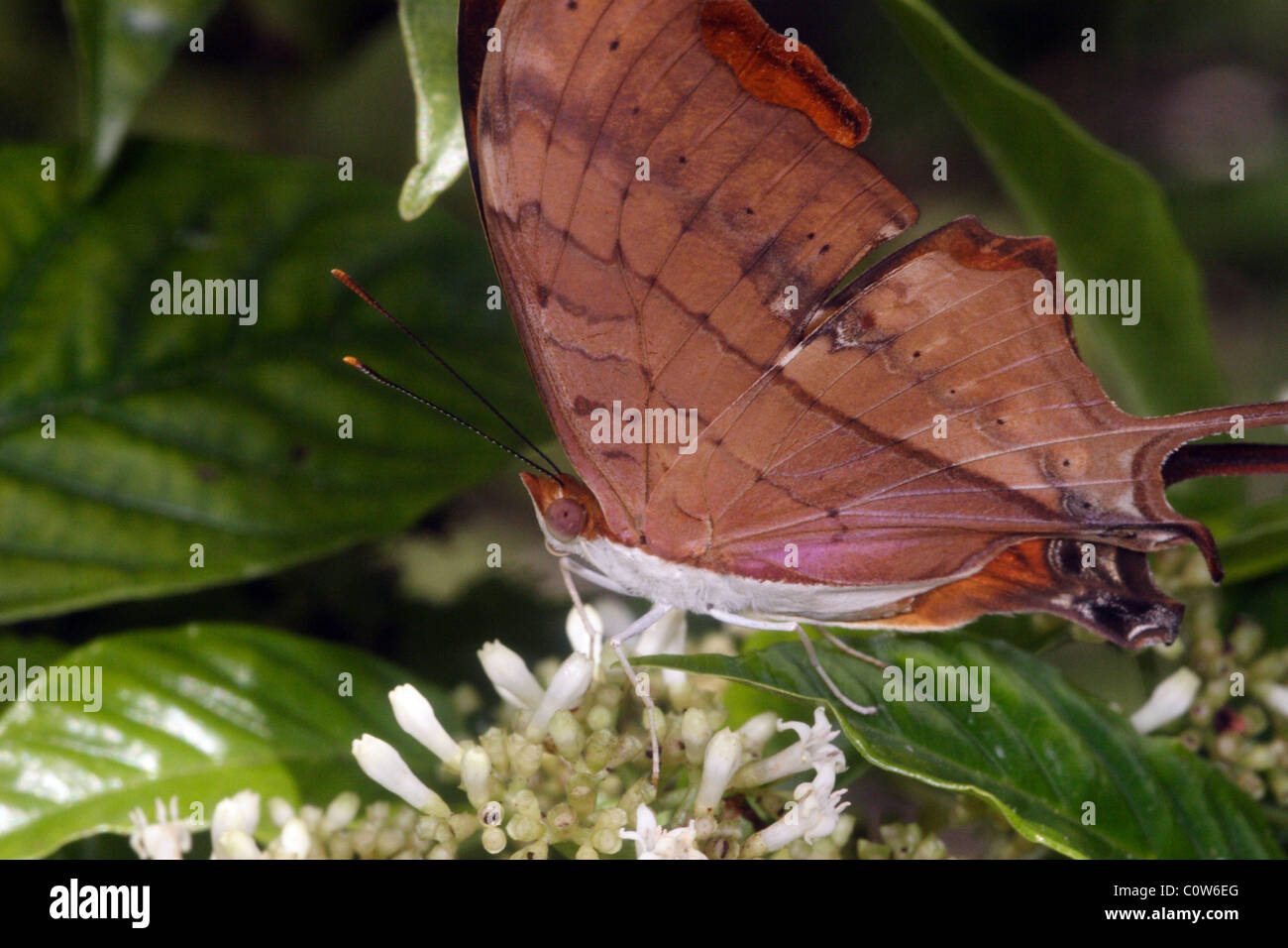 Ruddy Daggerwing Marpesia petreus Stock Photo - Alamy