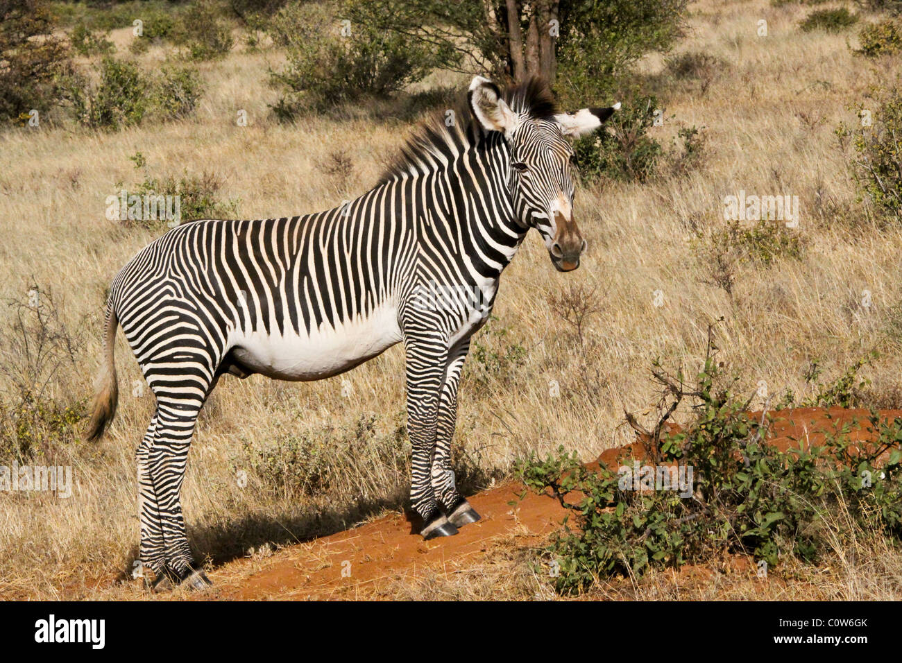 Zebra, Samburu National Reserve, Kenya, Africa Stock Photo - Alamy