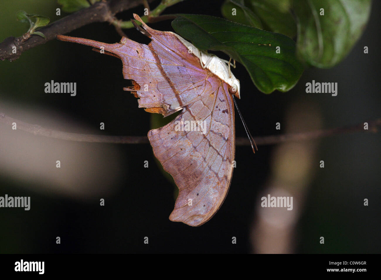 Ruddy Daggerwing Marpesia petreus Stock Photo - Alamy