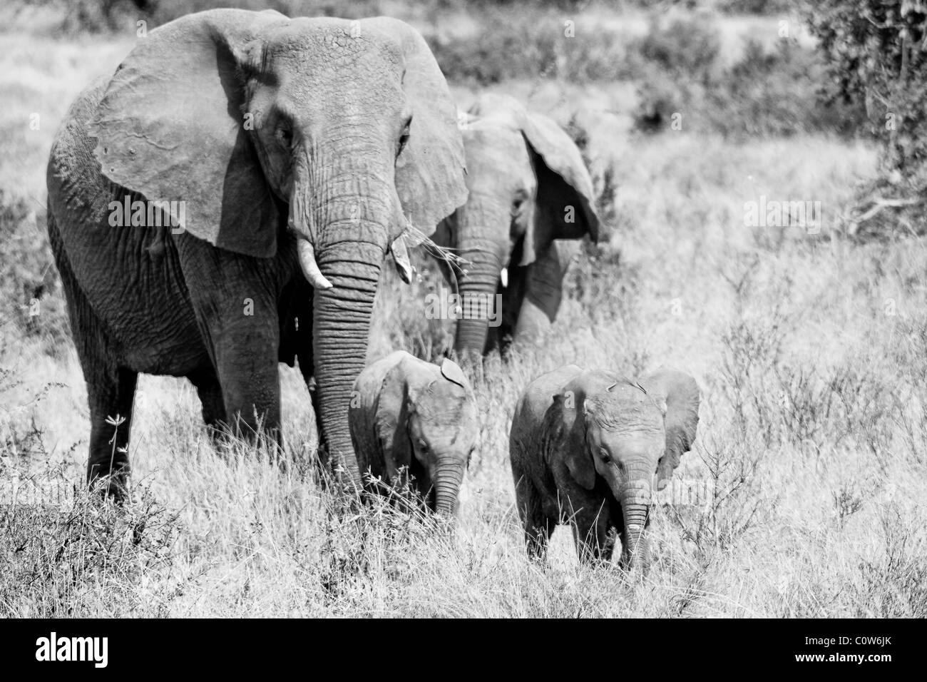 Elephants and Elephant Pack/Family Samburu National Reserve, Kenya ...