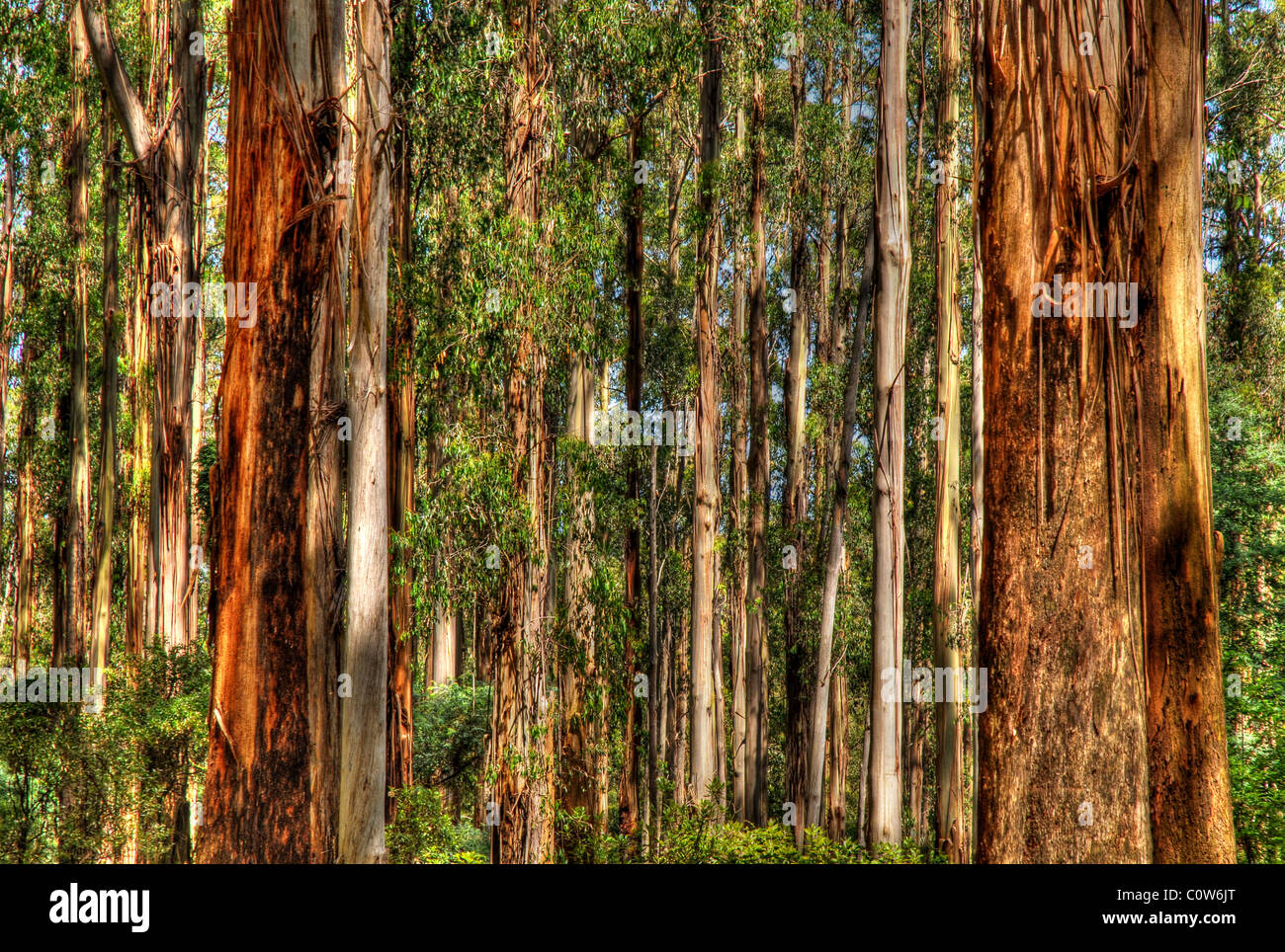 The eucalyptus trees of Sherbrooke Forest, Dandenongs, Victoria ...