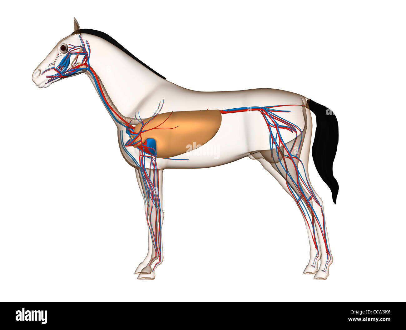 Horse Anatomy Heart Circulation Respiratory Lungs Stock Photo Alamy