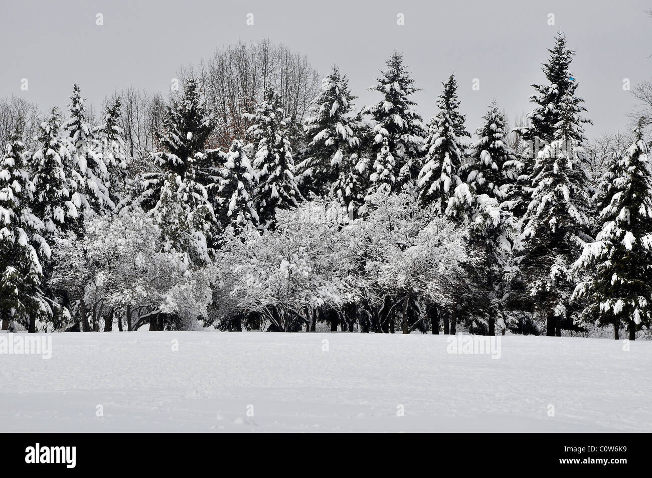 Snow covered pine trees after snow storm Stock Photo - Alamy