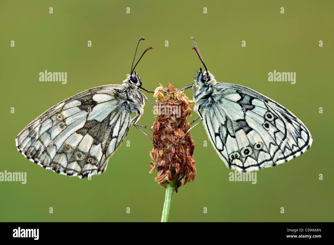 Marbled White Butterflies Stock Photo - Alamy