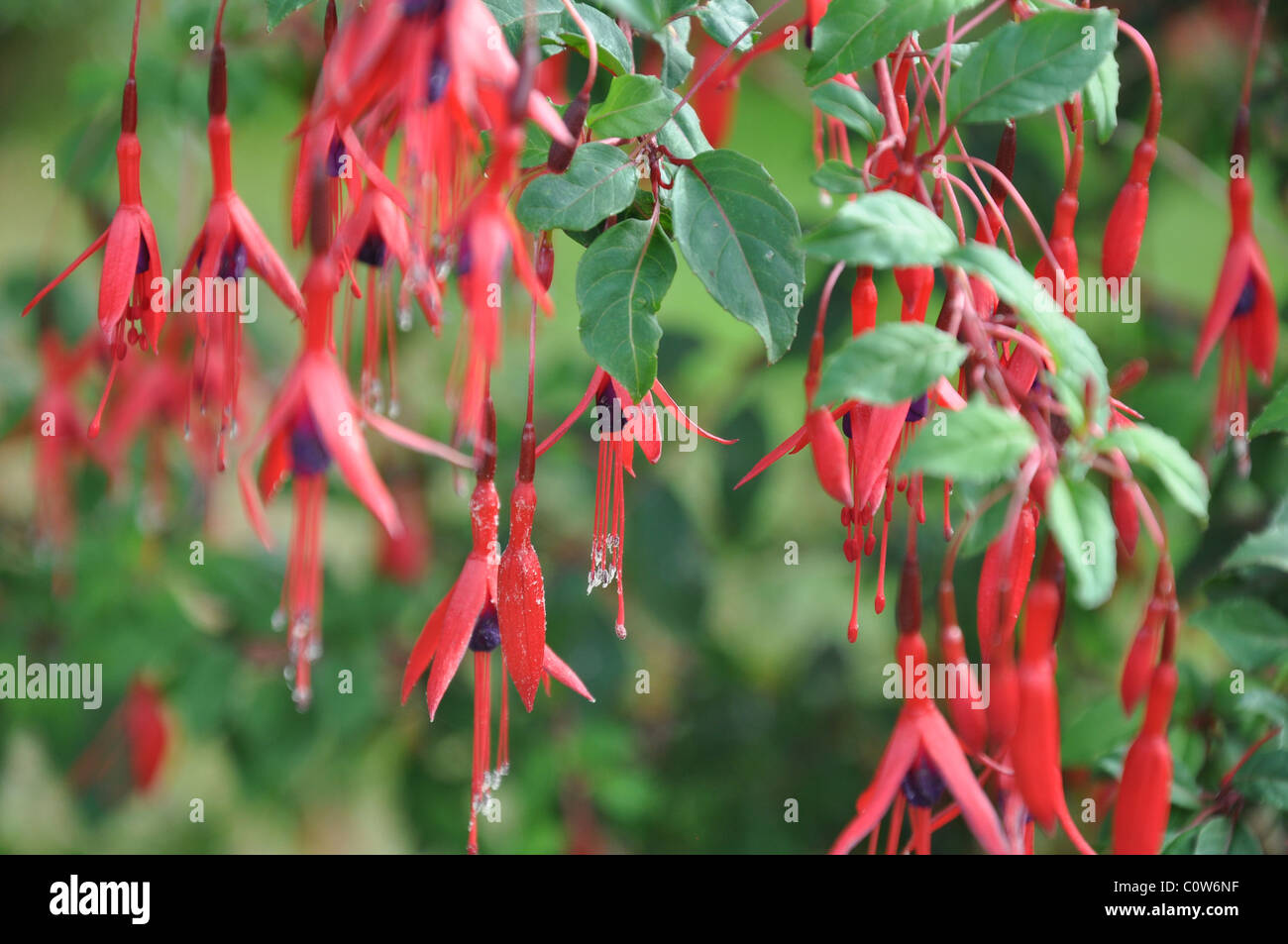 Fuschia plants hi-res stock photography and images - Alamy