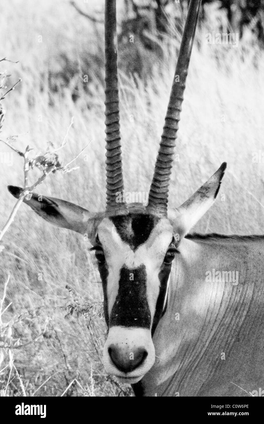 Oryx photos hi-res stock photography and images - Alamy