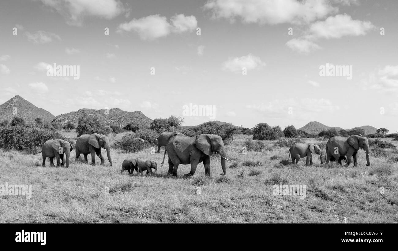 Elephants and Elephant Pack/Family Samburu National Reserve, Kenya ...