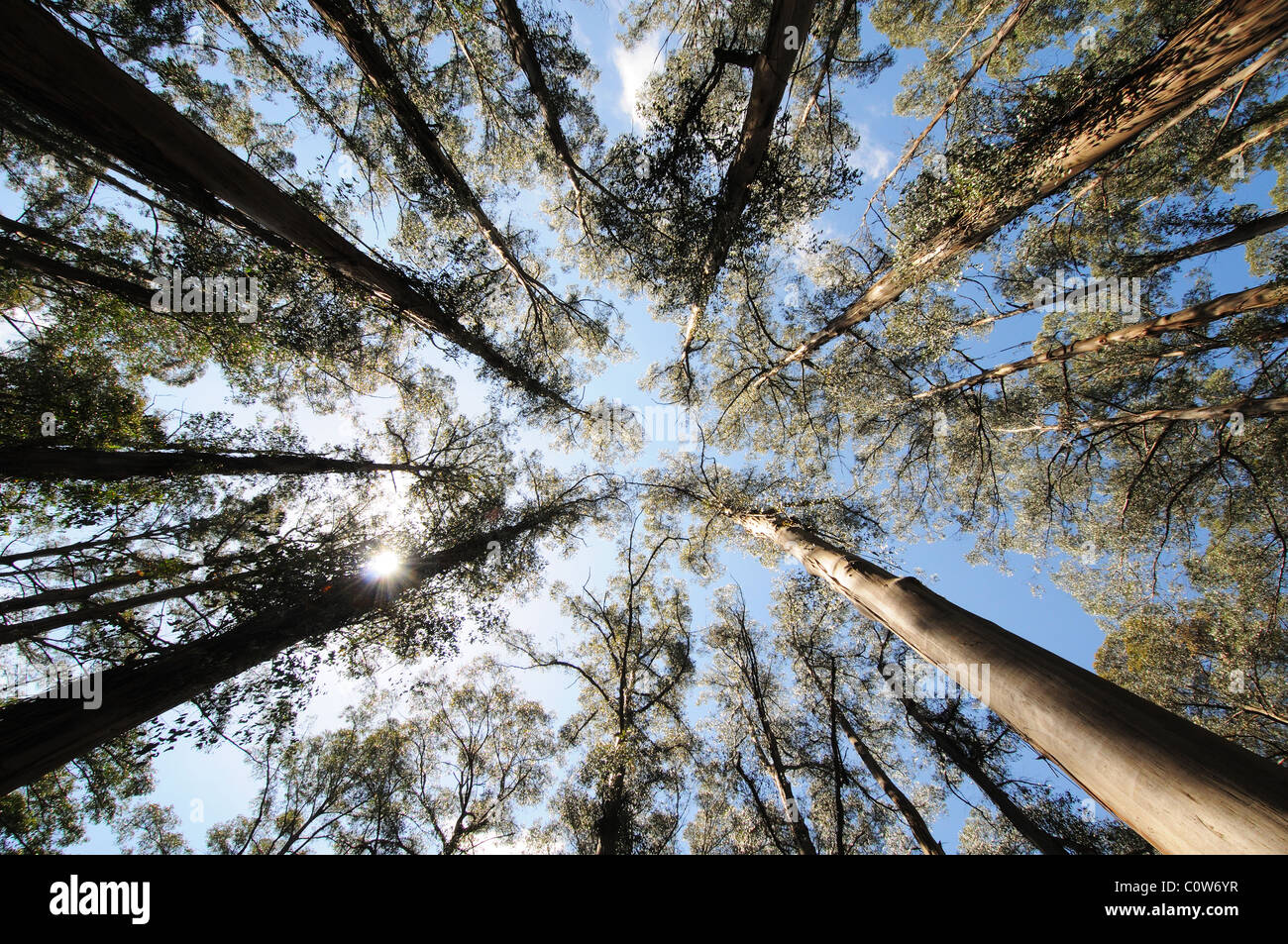 The eucalyptus trees of Sherbrooke Forest, Dandenongs, Victoria ...