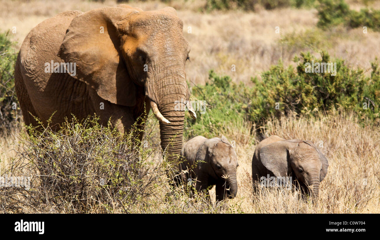 Elephants and Elephant Pack/Family Samburu National Reserve, Kenya ...