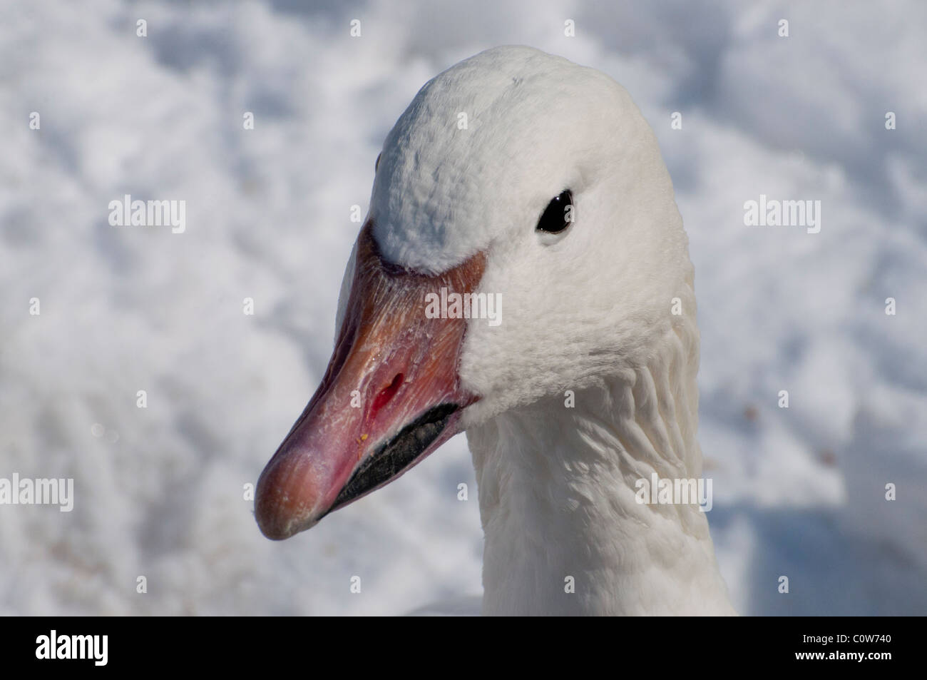 Snow goose blue geese hi-res stock photography and images - Alamy