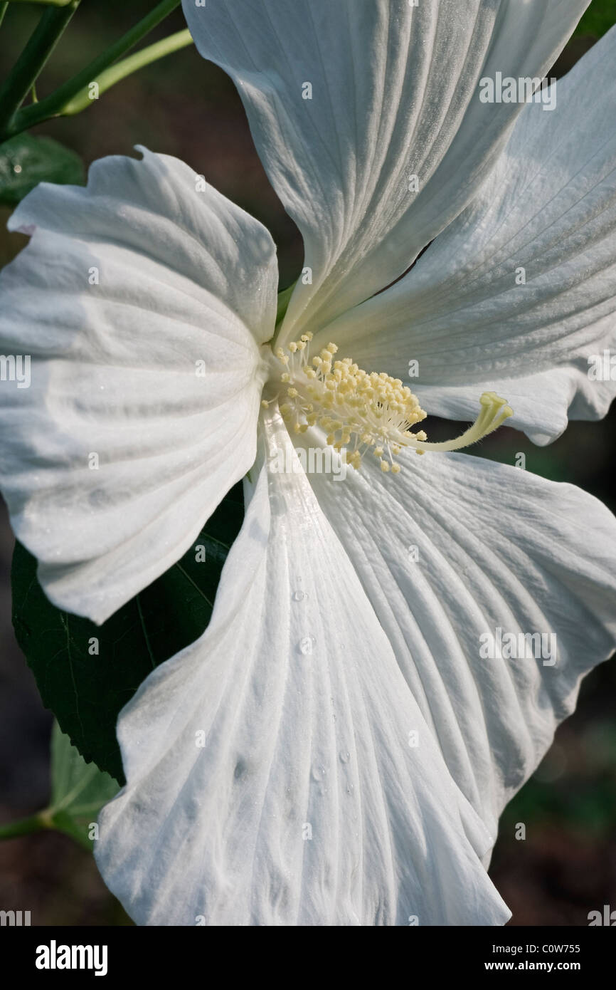 China Rose (Hibiscus rosa-sinensis Stock Photo - Alamy